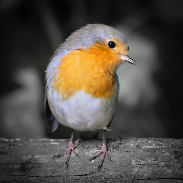 Robin Photo Frame - Etsy UK