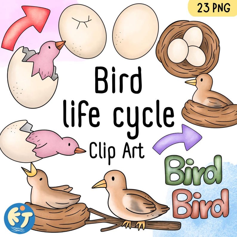 Bird Life Cycle Clipart | Nature and Animal | Classroom Science - Etsy