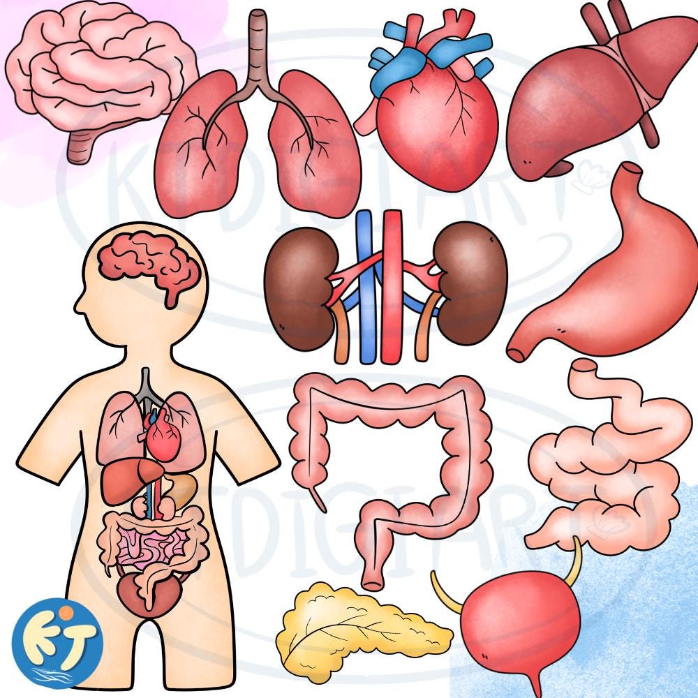 Human Organs Clipart | Anatomy Science Classroom | Human Body Clipart ...