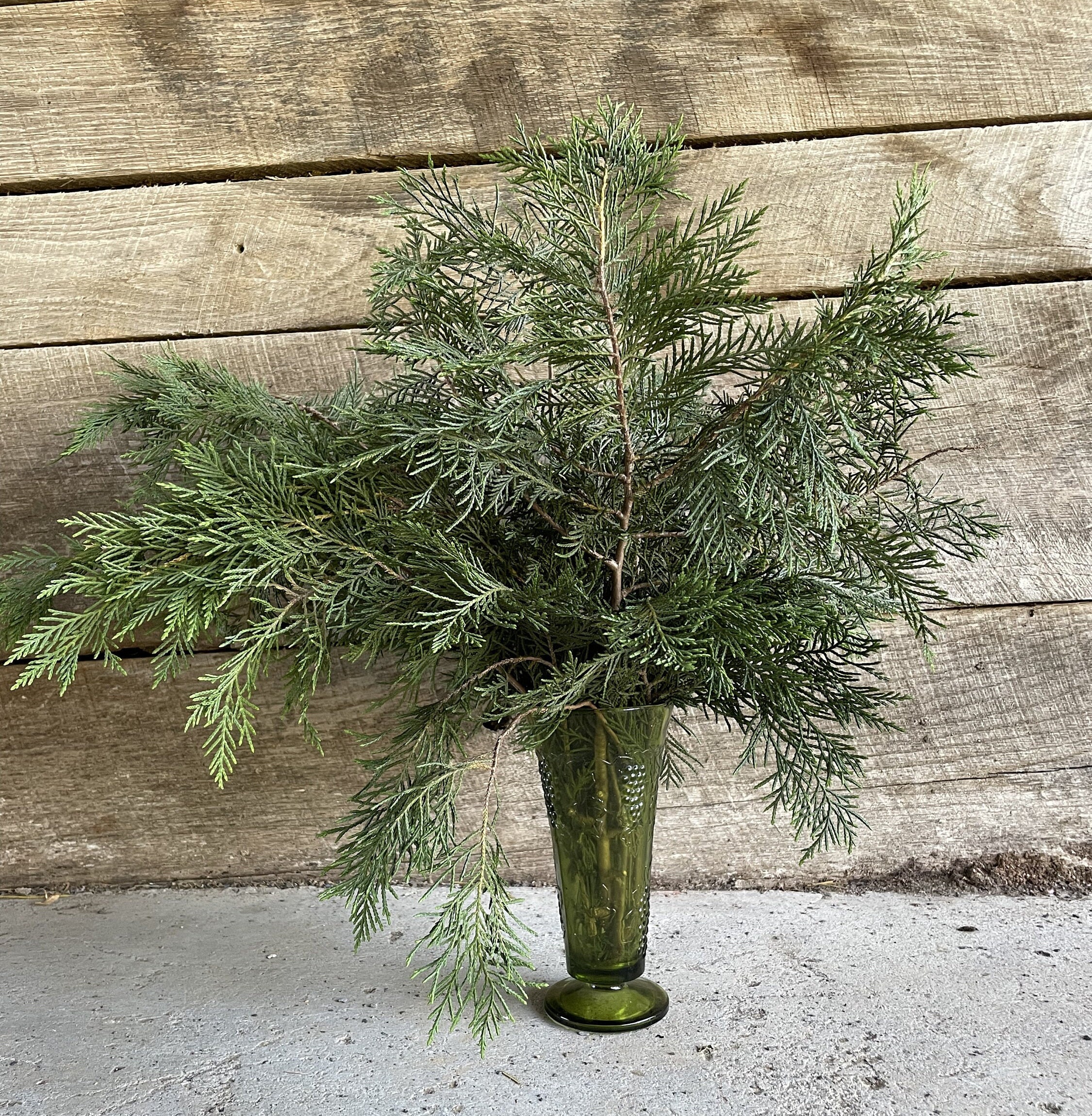 1lb Fresh Cut Arborvitae White Cedar Boughs - 12-24" - 1lb - Etsy