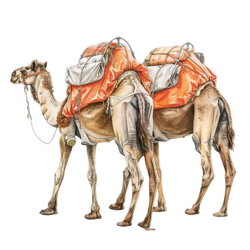 Watercolor Camel Clipart: Summer Animal Art (digital Download) - Etsy
