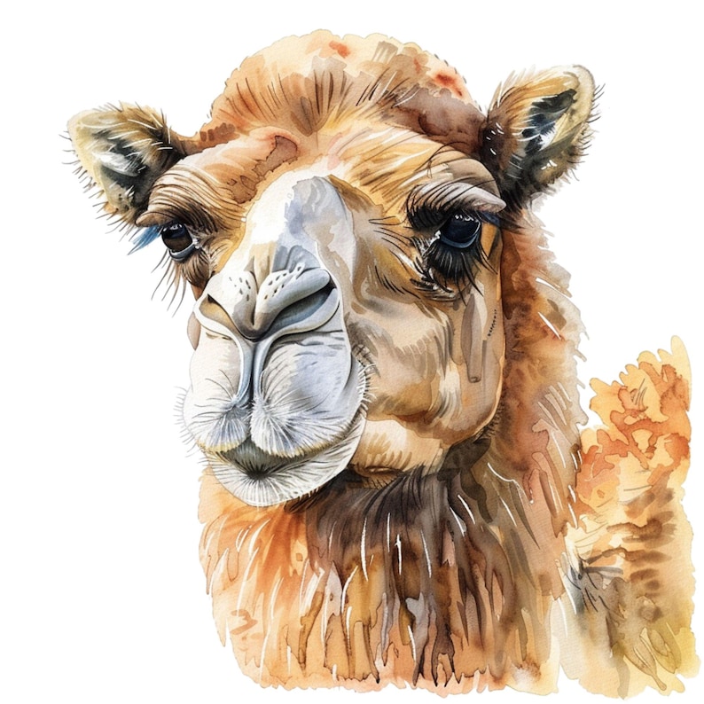 Watercolor Camel Clipart: Summer Animal Art (digital Download) - Etsy