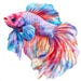 8 Betta Fish Watercolor Clipart | Vibrant Betta Fish Clipart Bundle ...
