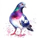 7 Pigeon Watercolor Clipart Pigeon Clipart Bird Clipart | Pigeon PNG ...