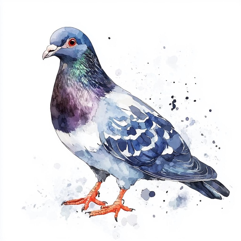 7 Pigeon Watercolor Clipart Pigeon Clipart Bird Clipart | Pigeon PNG ...