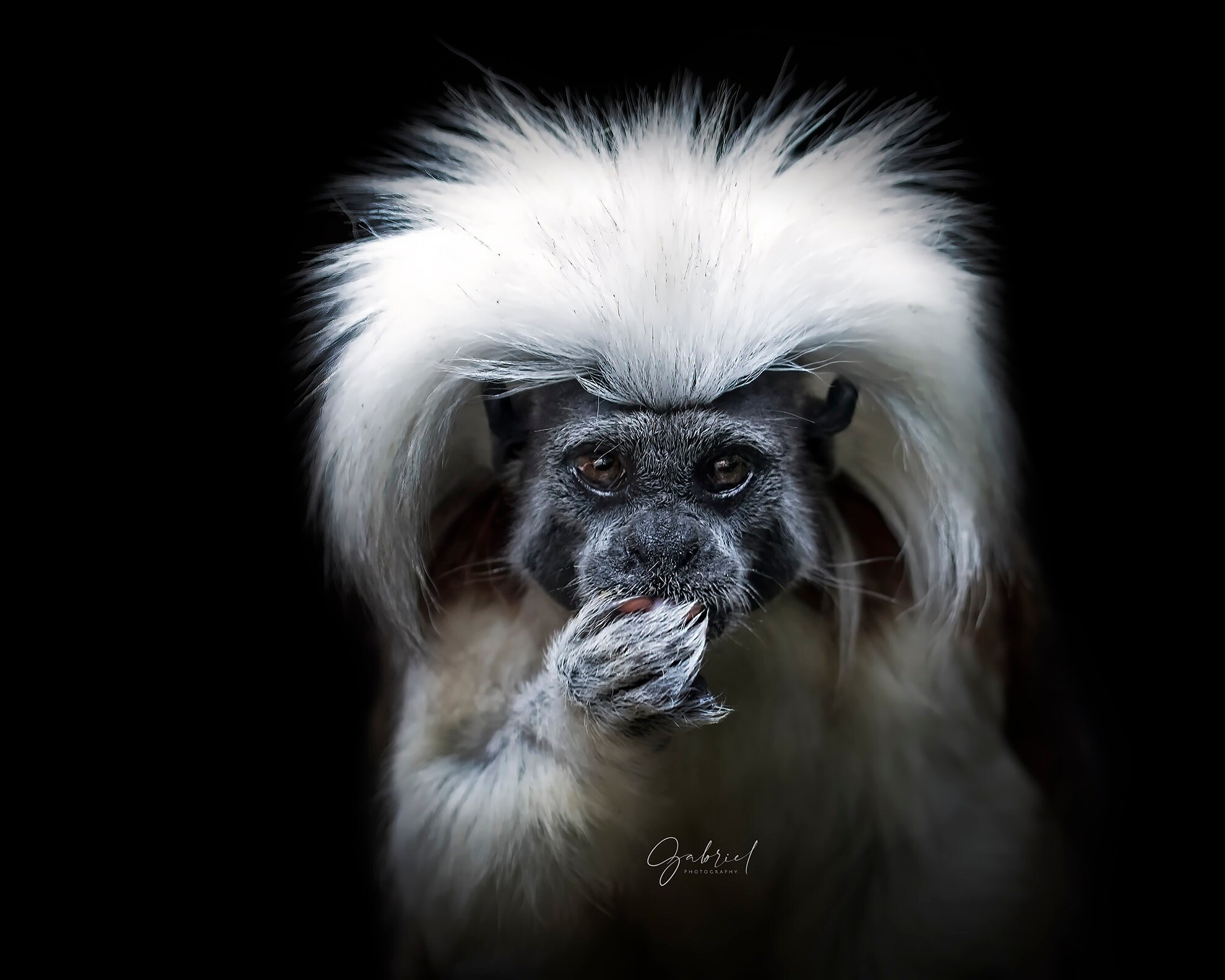 Monkey Art Print, Monkey Wall Art, Wildlife Photography, Jungle Animal ...