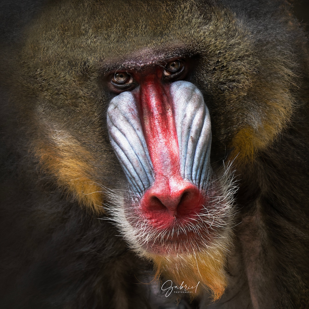 Mandrill Portrait Wildlife Photography, Fine Art Nature Photography ...