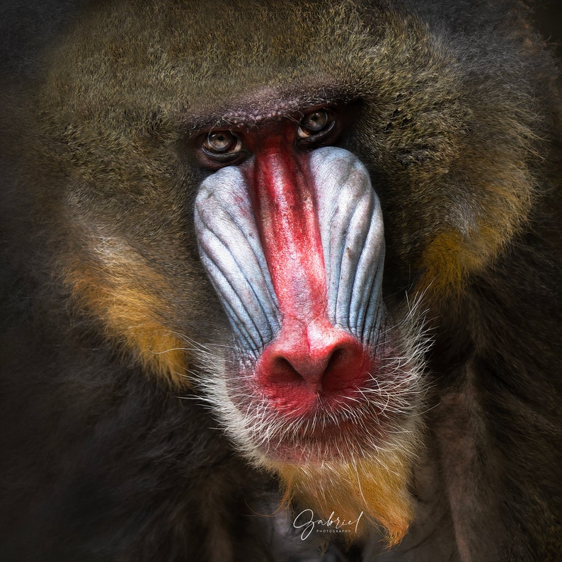 Mandrill Portrait Wildlife Photography, Fine Art Nature Photography ...