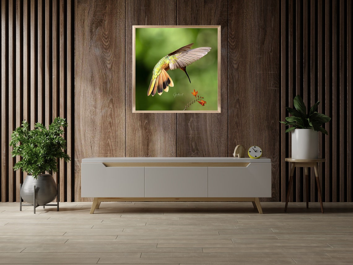 Hummingbird Art Print, Wildlife Photography, Fine Art Print, Nature ...