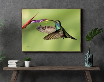 Hummingbird Art Print, Wildlife Photography, Fine Art Print, Nature ...