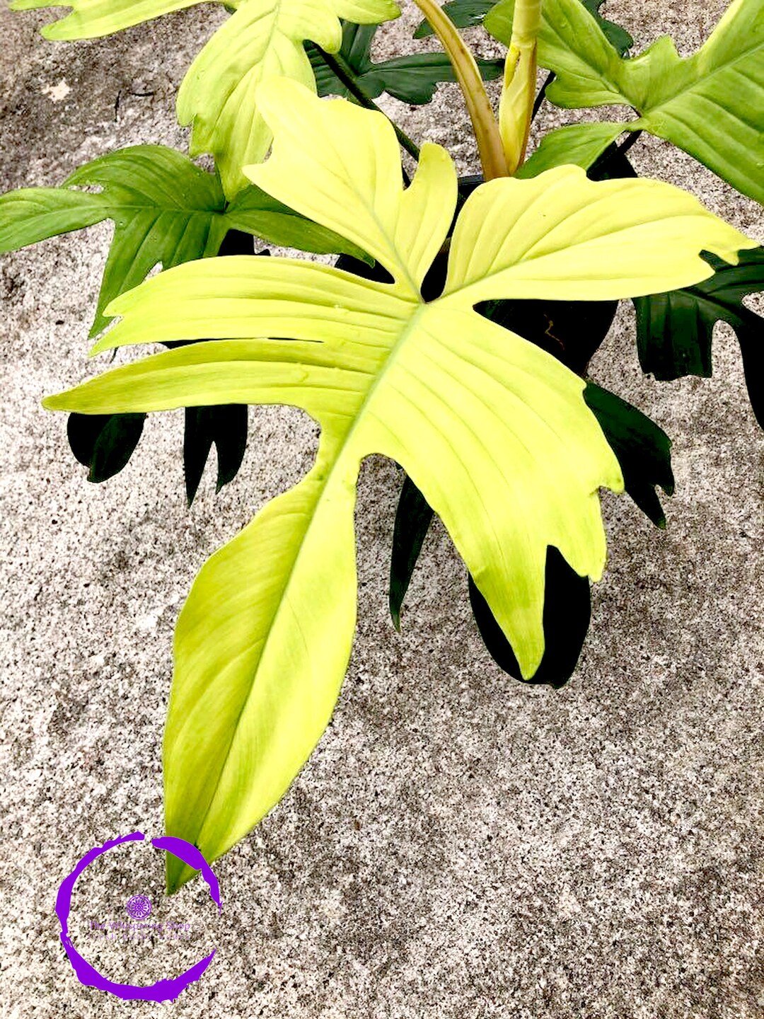 Philodendron Florida Ghost Mint Variegated Nodes - Etsy