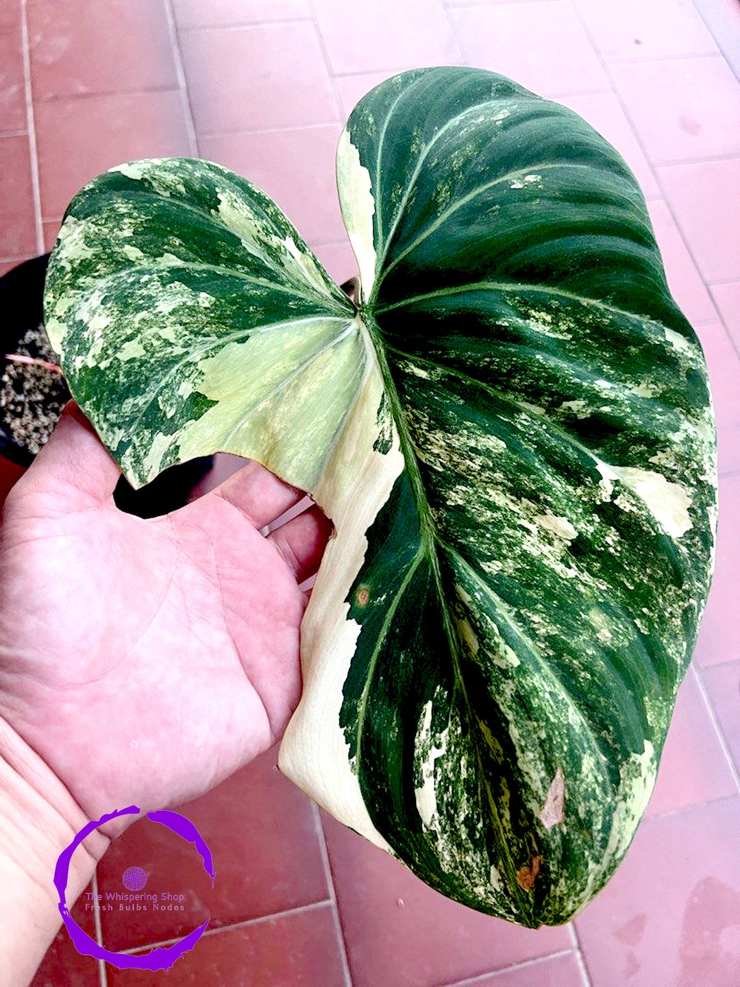 Philodendron Gloriousum Variegated Nodes - Etsy