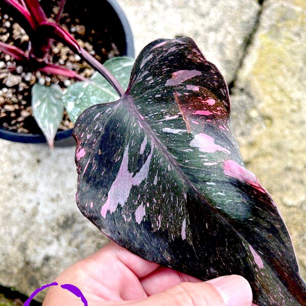 Pink Princess Nodes - Etsy