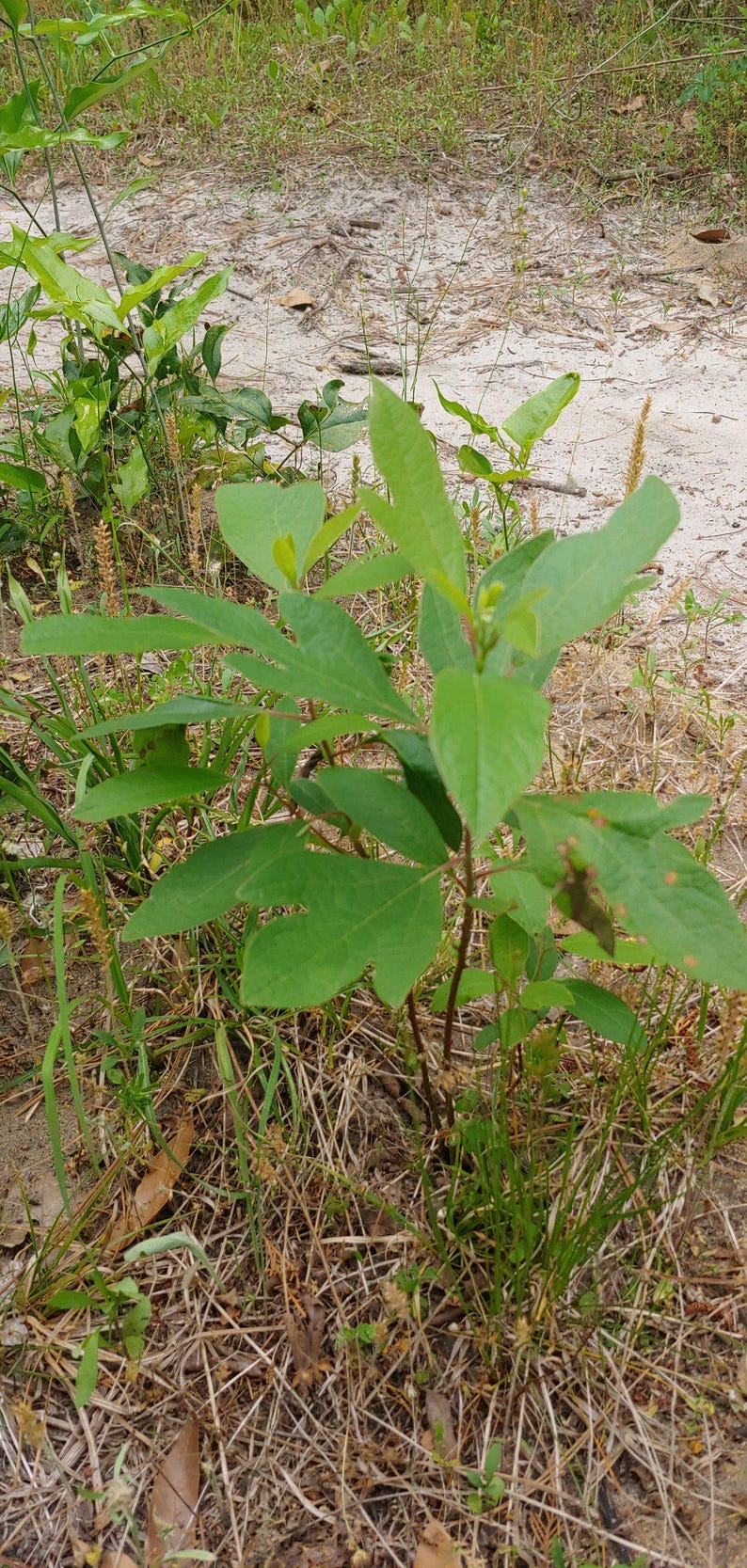 SASSAFRAS TEA TREE, - Etsy