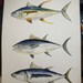 Tuna Fish Trio Original Watercolor Painting 10x14in Yellowtail Bluefin ...