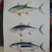Tuna Fish Trio Original Watercolor Painting 10x14in Yellowtail Bluefin ...