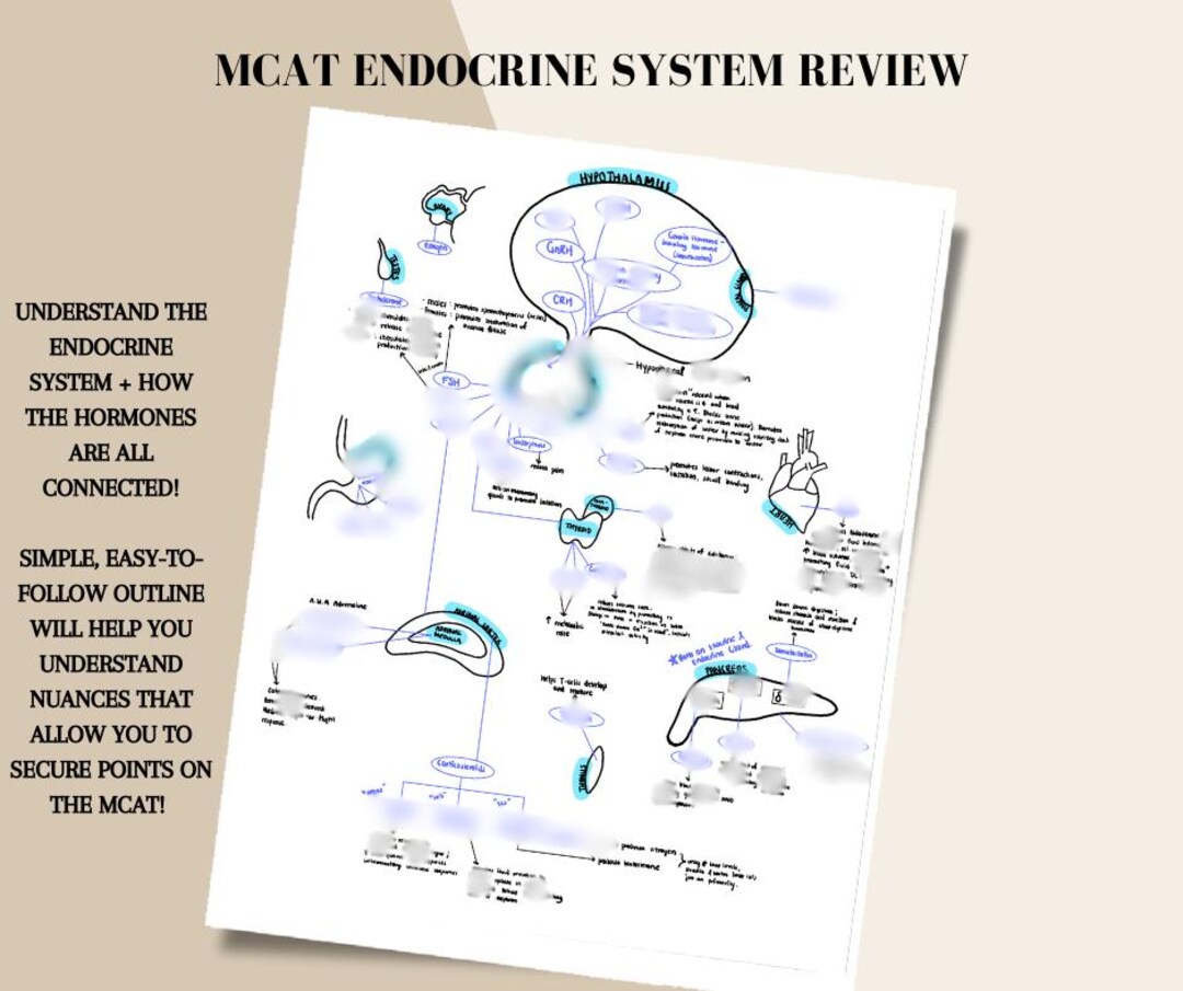 MCAT Endocrine System Review, MCAT DAT Study Guide, Review Sheets, High ...