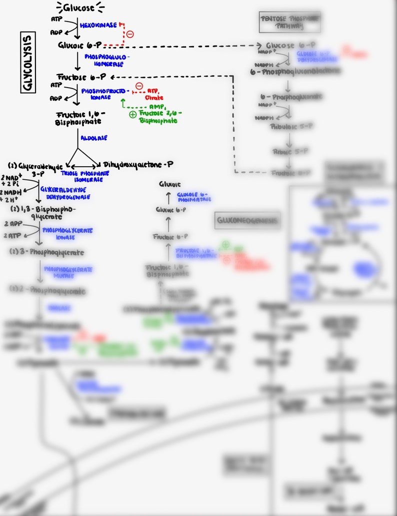 MCAT Metabolic Pathways Biochemistry Study Guide, High-yield, DAT, GRE ... MCAT Metabolic Pathways Biochemistry Study Guide, High-yield, DAT, GRE ...