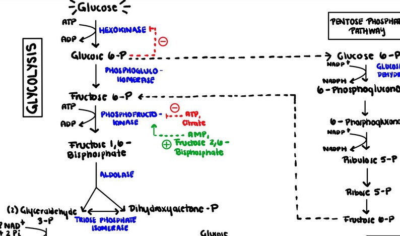 MCAT Metabolic Pathways Biochemistry Study Guide, High-yield, DAT, GRE ... MCAT Metabolic Pathways Biochemistry Study Guide, High-yield, DAT, GRE ...