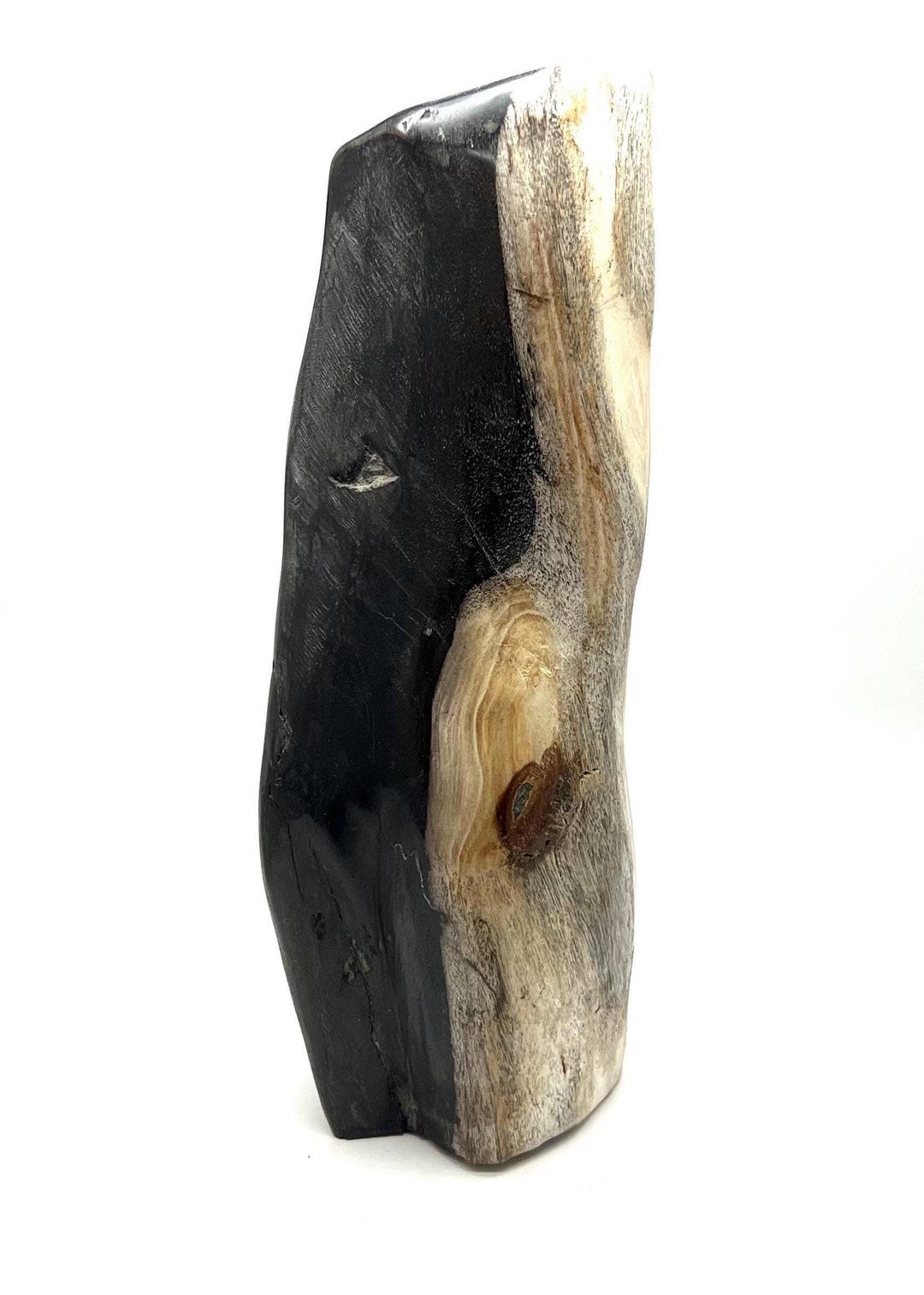 3LB Large Free-standing Philippines Petrified Wood Polished Log/branch ...