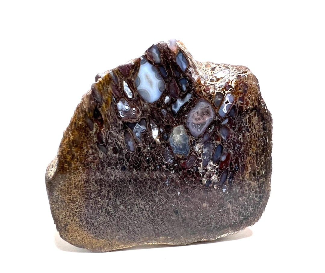 BREATHTAKING AAA+ —grade Dino-bone: Half Genuine 214GRAMS. Ultra-rare ...