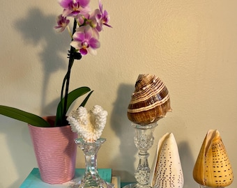 Seashell Collection Crystal Pedestals Set of 4 Beach Wedding Decor - Etsy