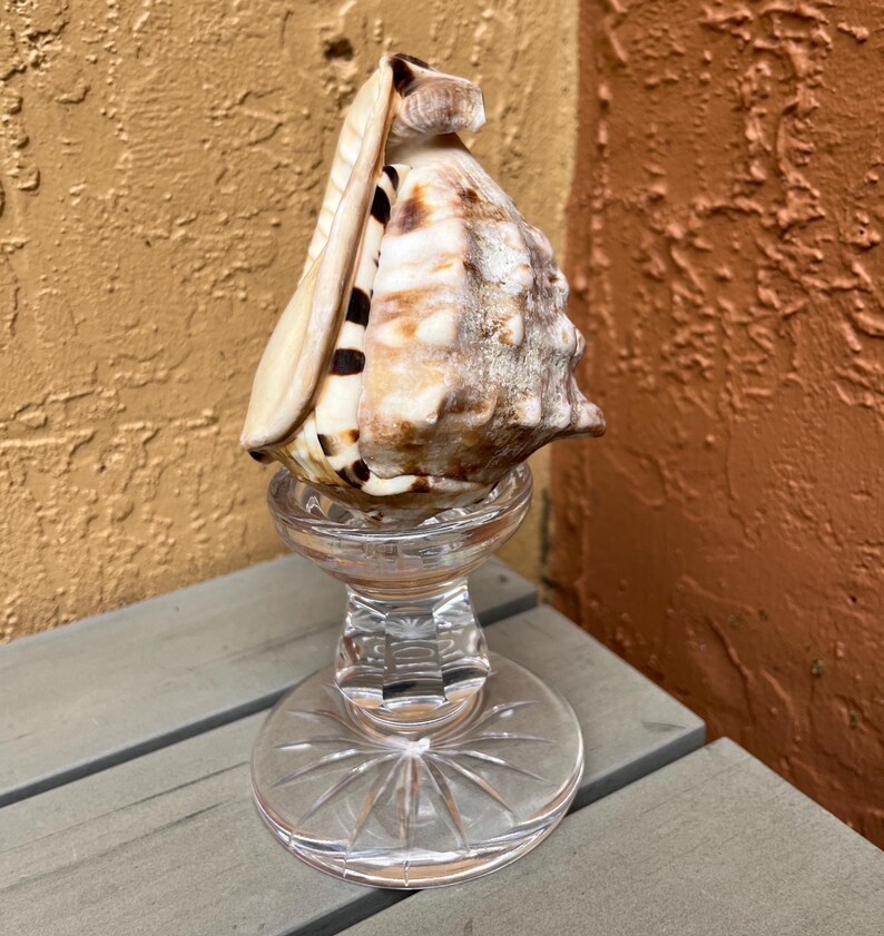 Vintage King Helmet Seashell Crystal Display Stand Object for Display ...