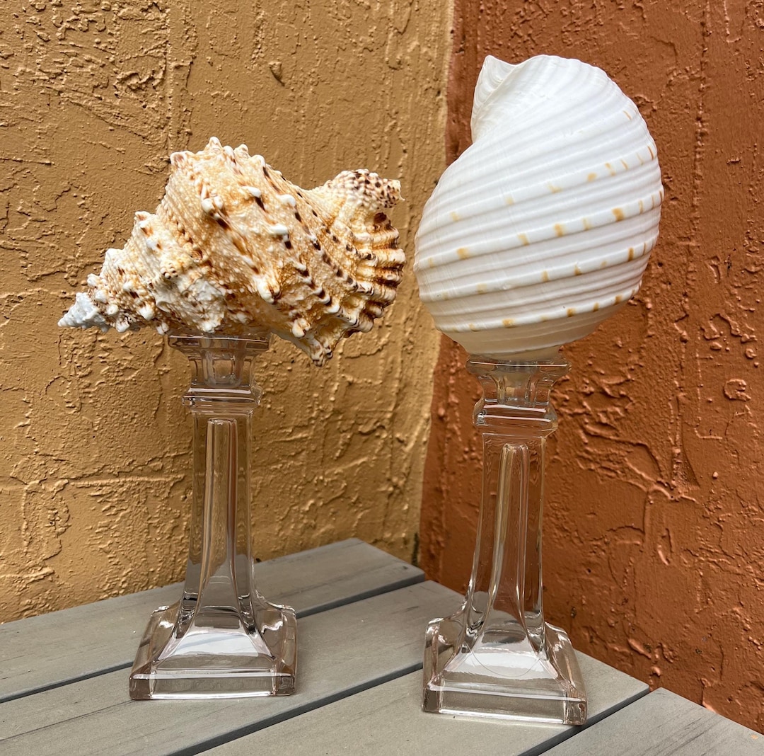 Exotic Seashell Specimen Crystal Duo Display Coastal Decor - Etsy