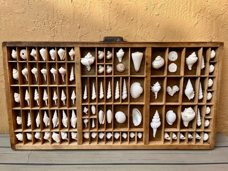 Vintage Printers Tray Horizontal Whites Seashell Collection Beach House ...