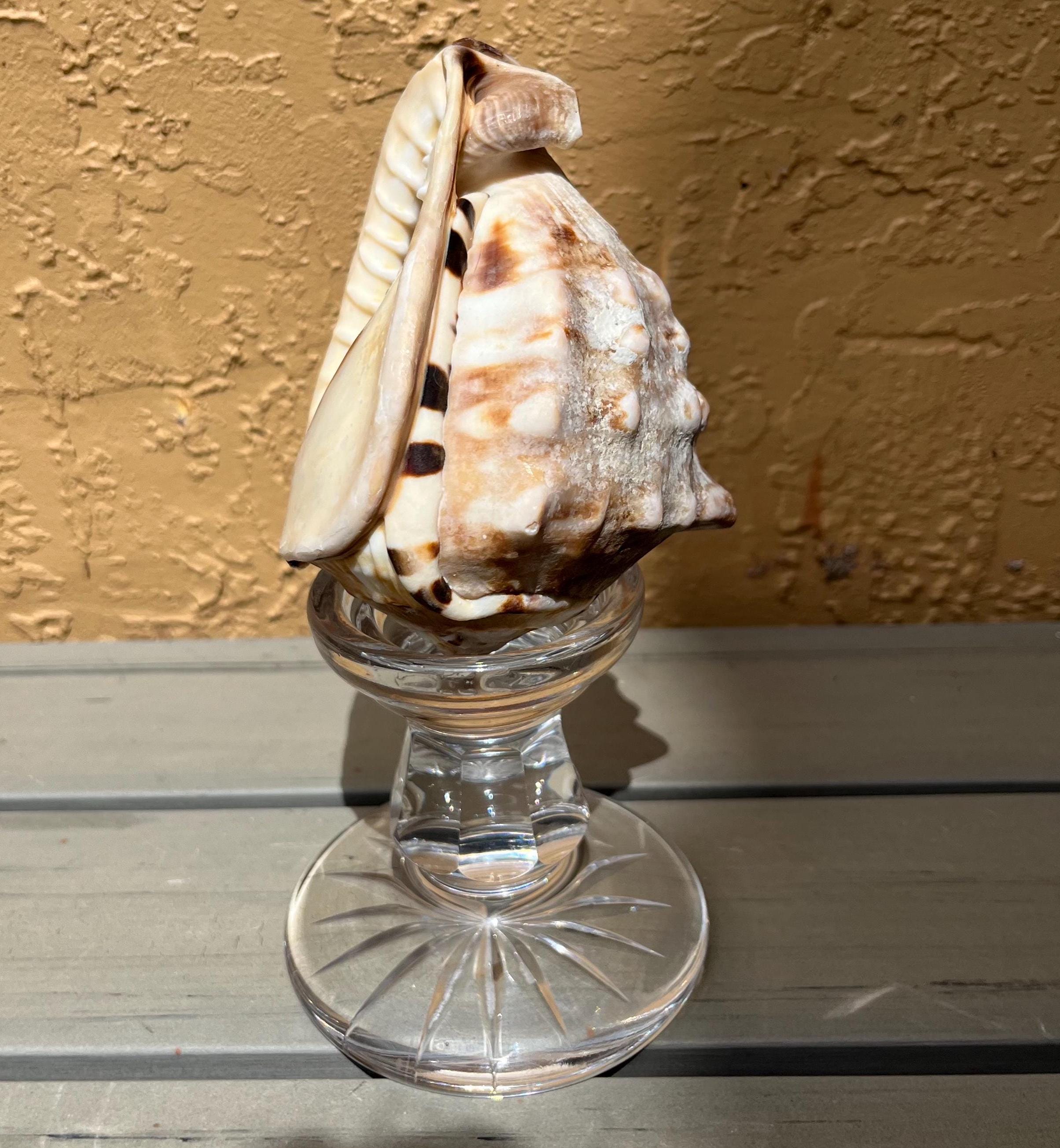Vintage King Helmet Seashell Crystal Display Stand Object for Display ...