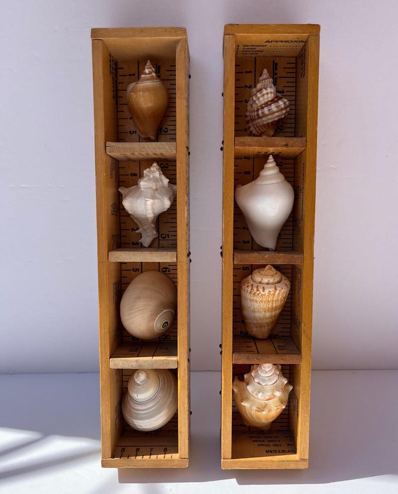Yardstick Shelf Set Seashell Collection Beach House Tiny Treasures - Etsy