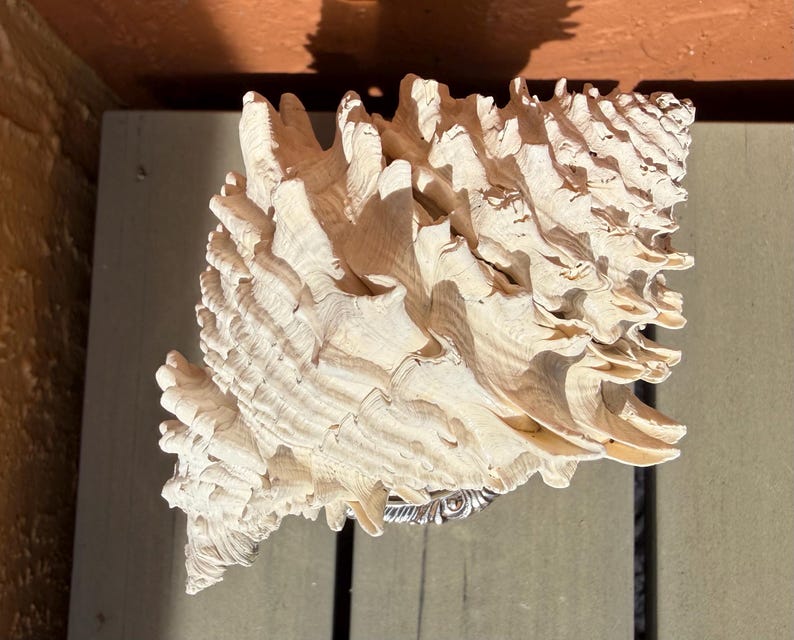 2-million-year-old Extinct FL Seashell Object for Display - Etsy