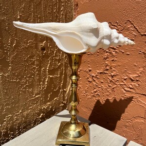 Wavy Spindle Specimen Seashell Vintage Brass Object for Display Coastal ...