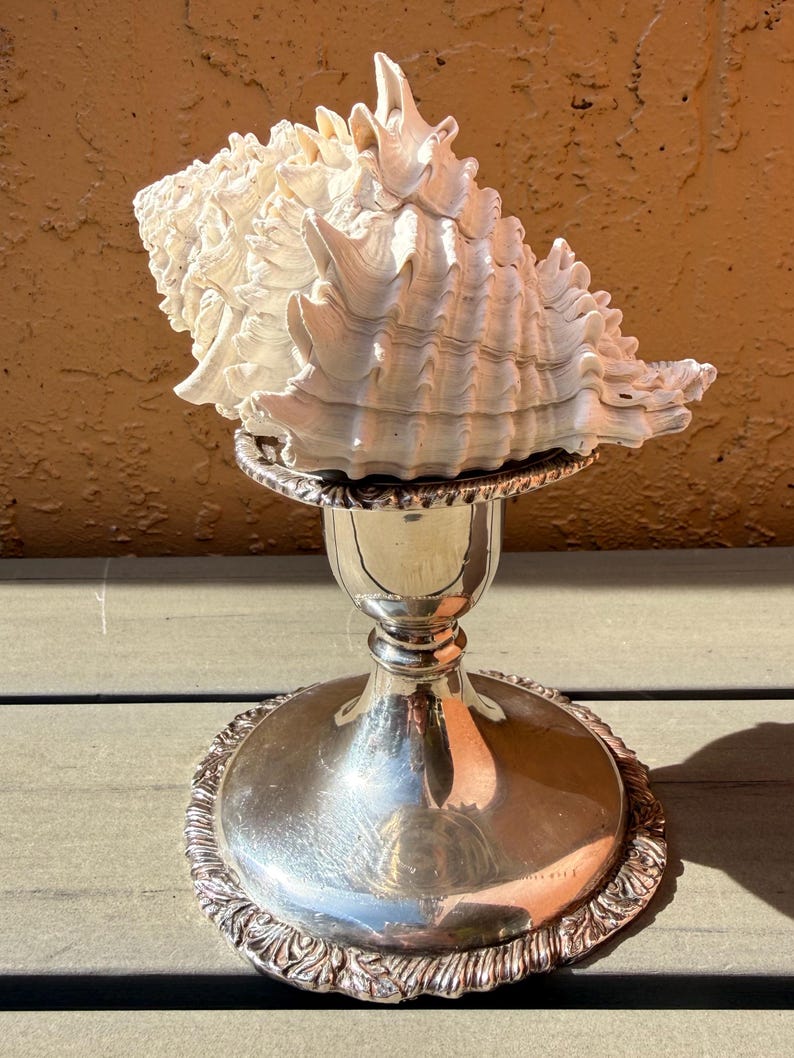 2-million-year-old Extinct FL Seashell Object for Display - Etsy