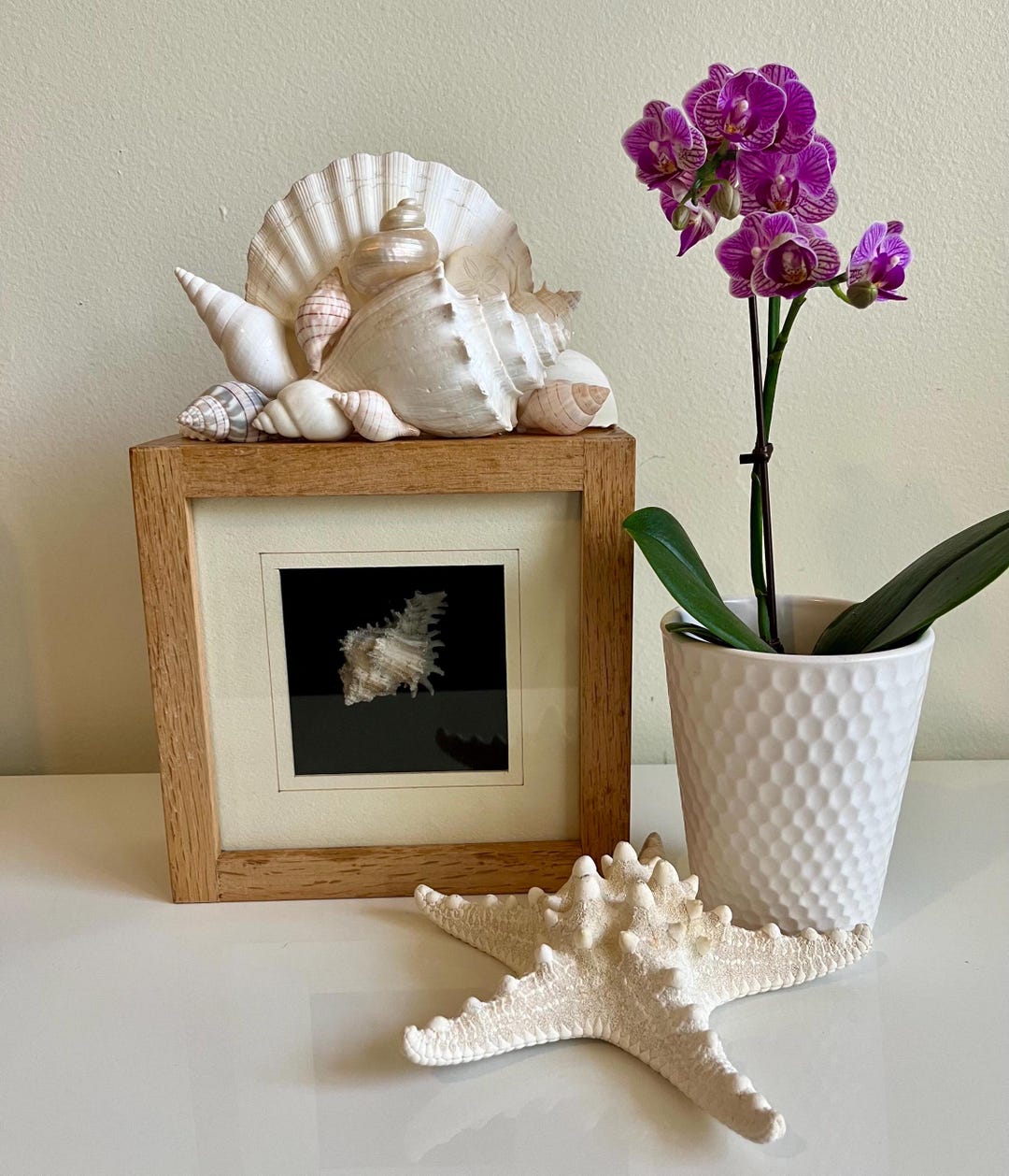 Deco Vintage Calcified Murex Seashell Specimen Mermaid Tiara Smaller ...