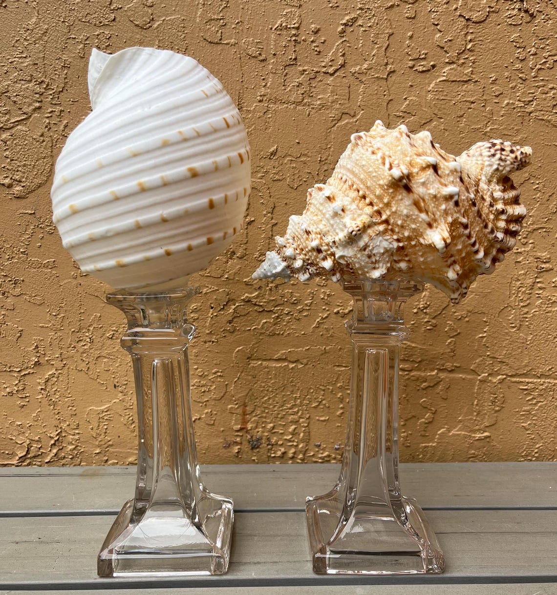 Exotic Seashell Specimen Crystal Duo Display Coastal Decor - Etsy