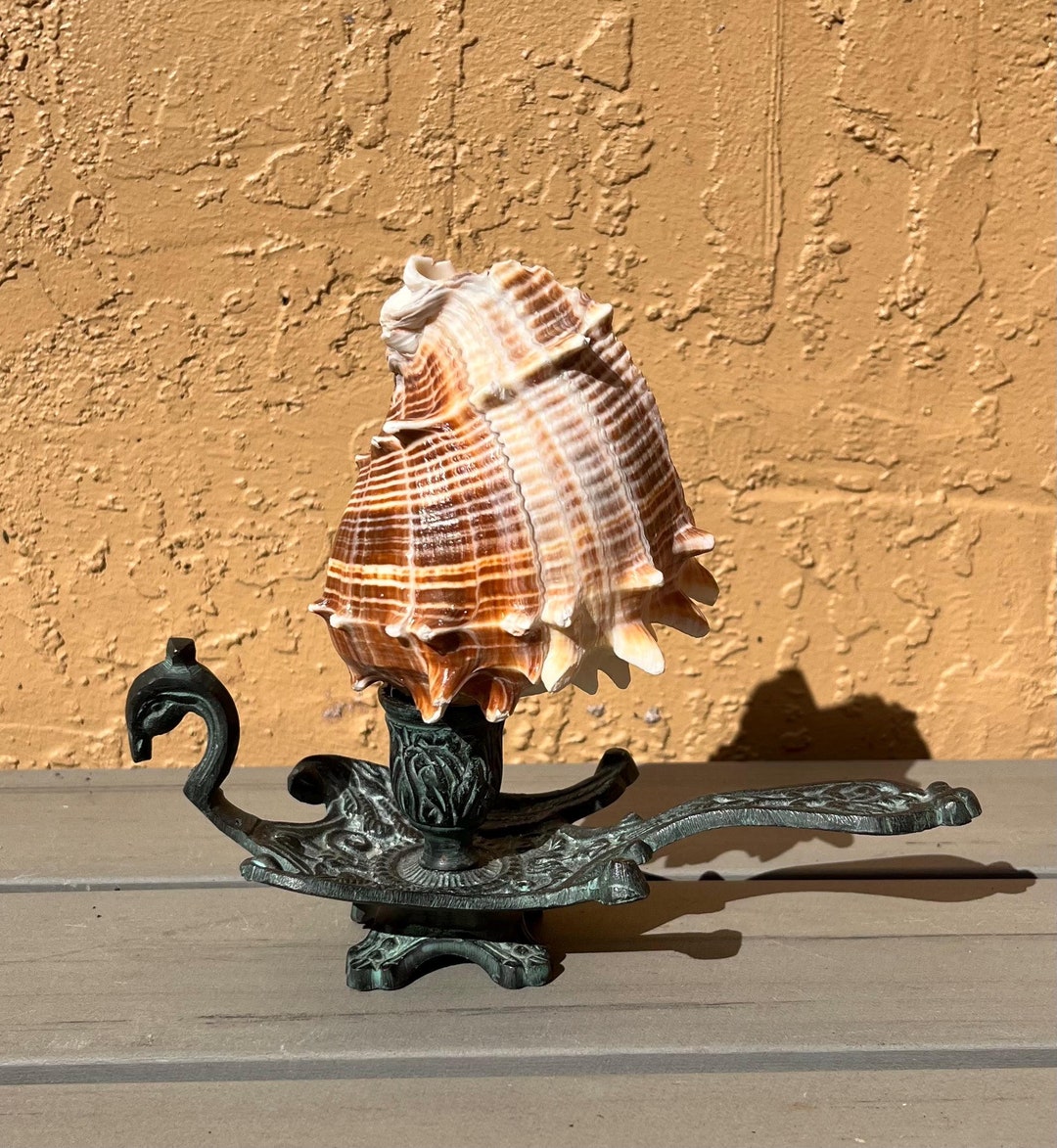 Peacock King Crown Conch Specimen Seashell Vintage Object for Display ...