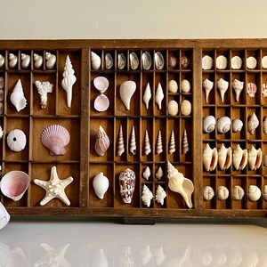 Vintage Printers Tray Horizontal Lavendar Lilacs Seashell Collection ...