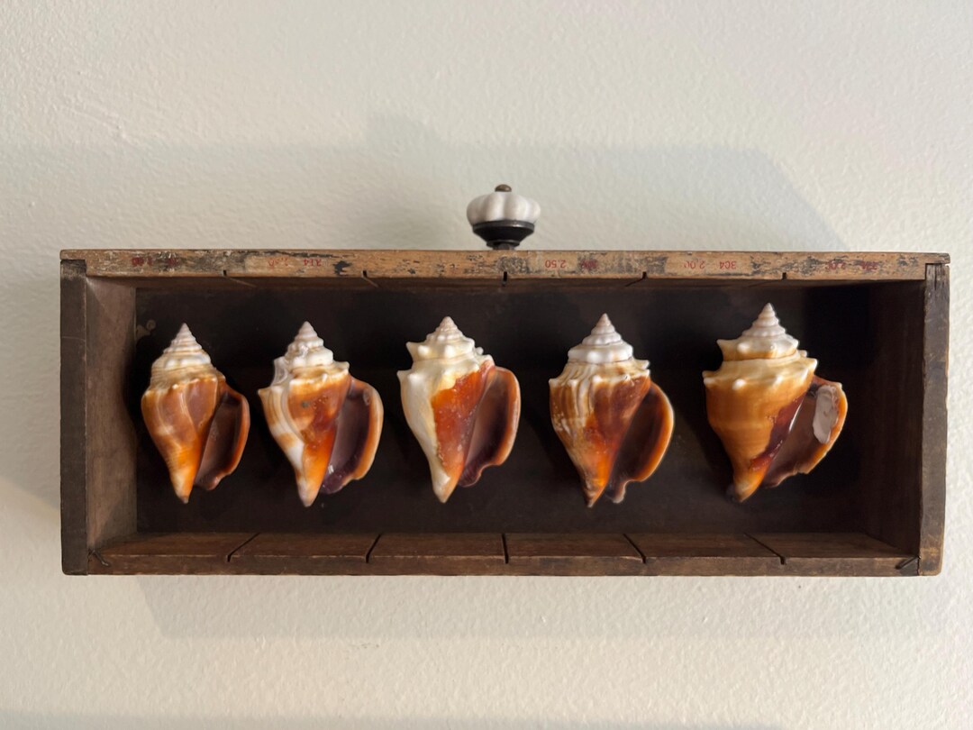 Vintage La Cross Wooden Drawer Fighting Conchs Coastal Display - Etsy