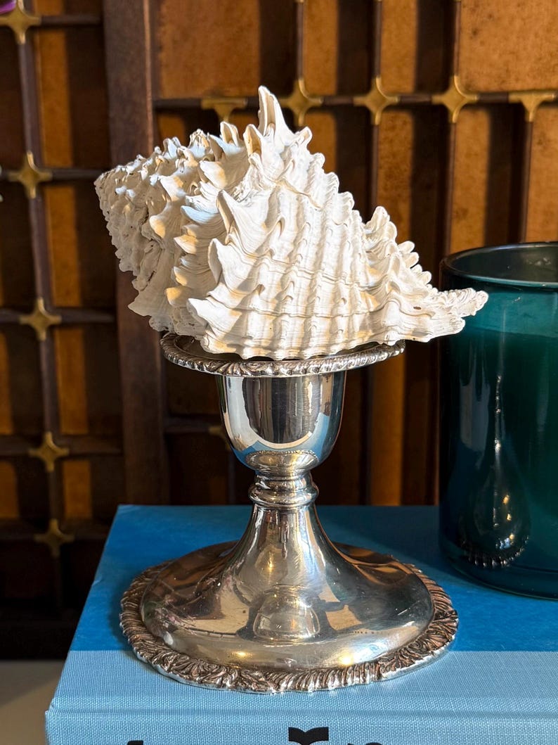 2-million-year-old Extinct FL Seashell Object for Display - Etsy