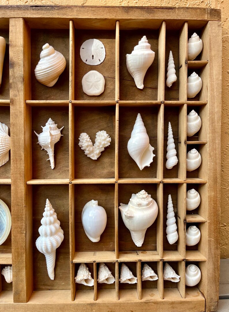 Vintage Printers Tray Horizontal Whites Seashell Collection Beach House ...