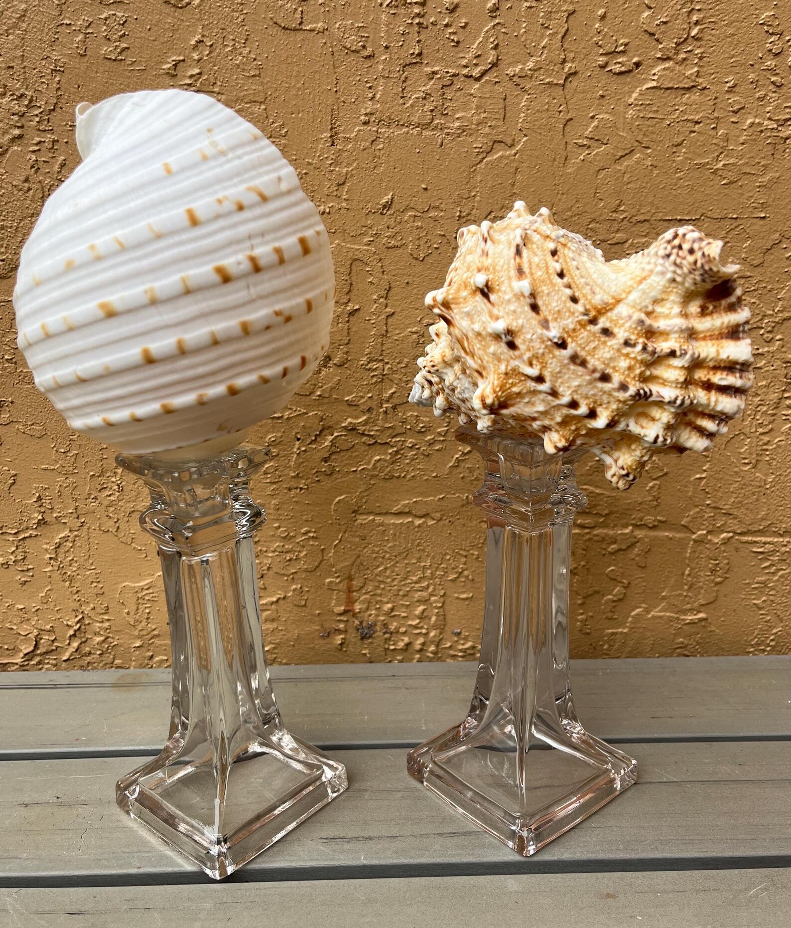 Exotic Seashell Specimen Crystal Duo Display Coastal Decor - Etsy