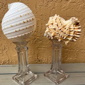 Exotic Seashell Specimen Crystal Duo Display Coastal Decor - Etsy