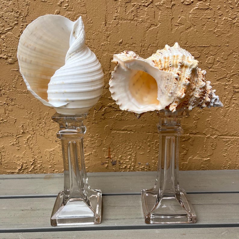 Exotic Seashell Specimen Crystal Duo Display Coastal Decor - Etsy