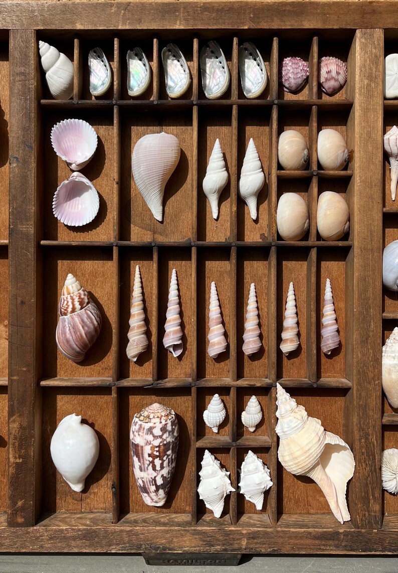 Vintage Printers Tray Horizontal Lavendar Lilacs Seashell Collection ...