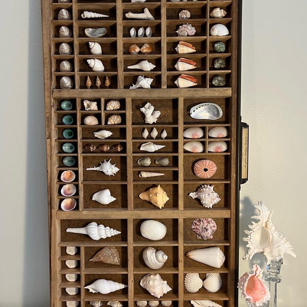 Seashell Collection - Etsy