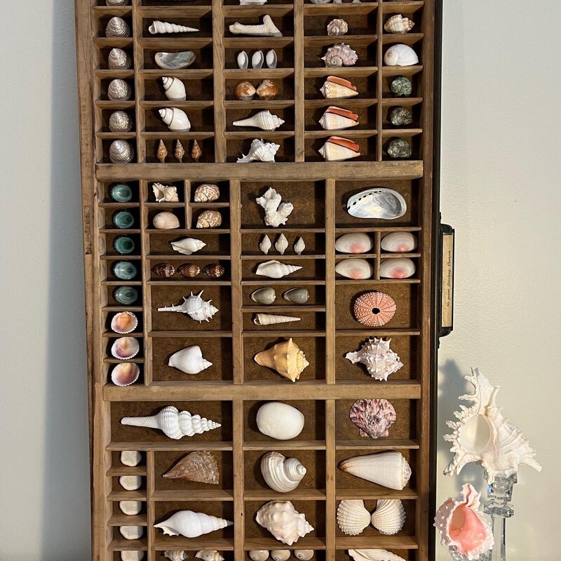 Seashell Collection - Etsy