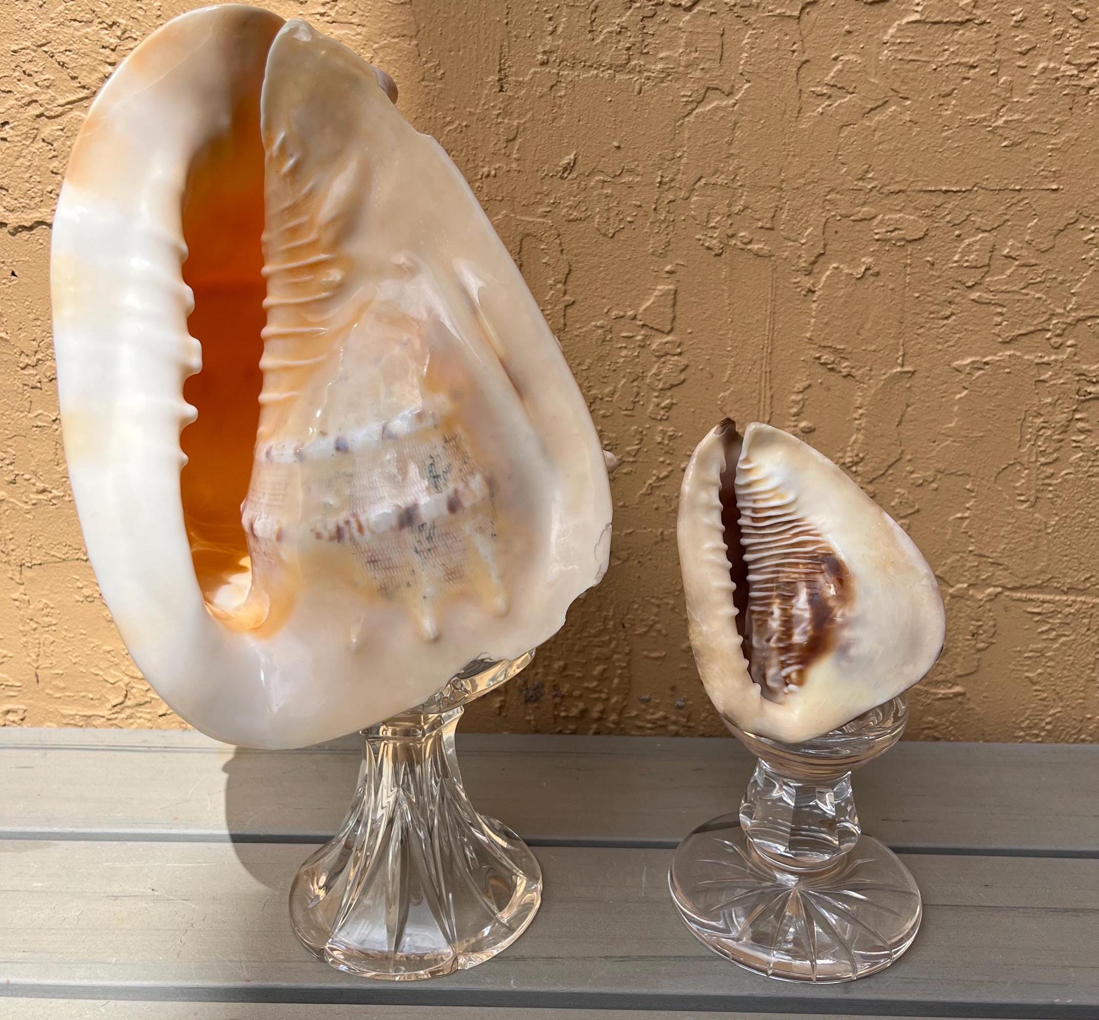 Vintage King Helmet Seashell Crystal Display Stand Object for Display ...