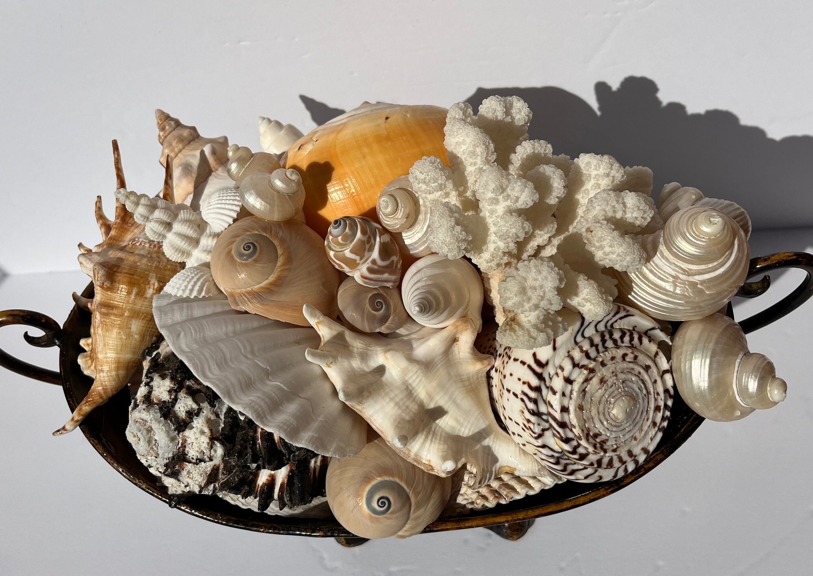 Seashell Embellished Copper Vitrine Tropical Tablescape Centerpiece - Etsy