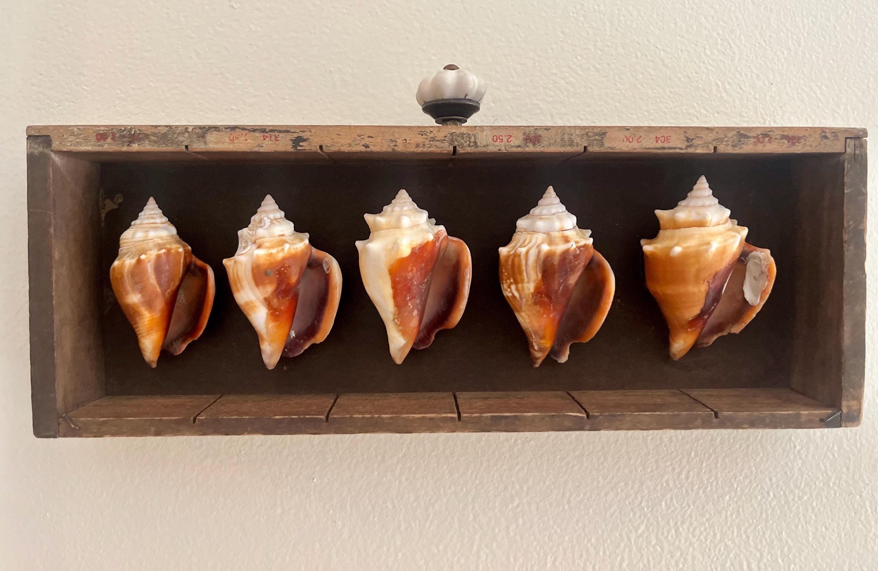 Vintage La Cross Wooden Drawer Fighting Conchs Coastal Display - Etsy